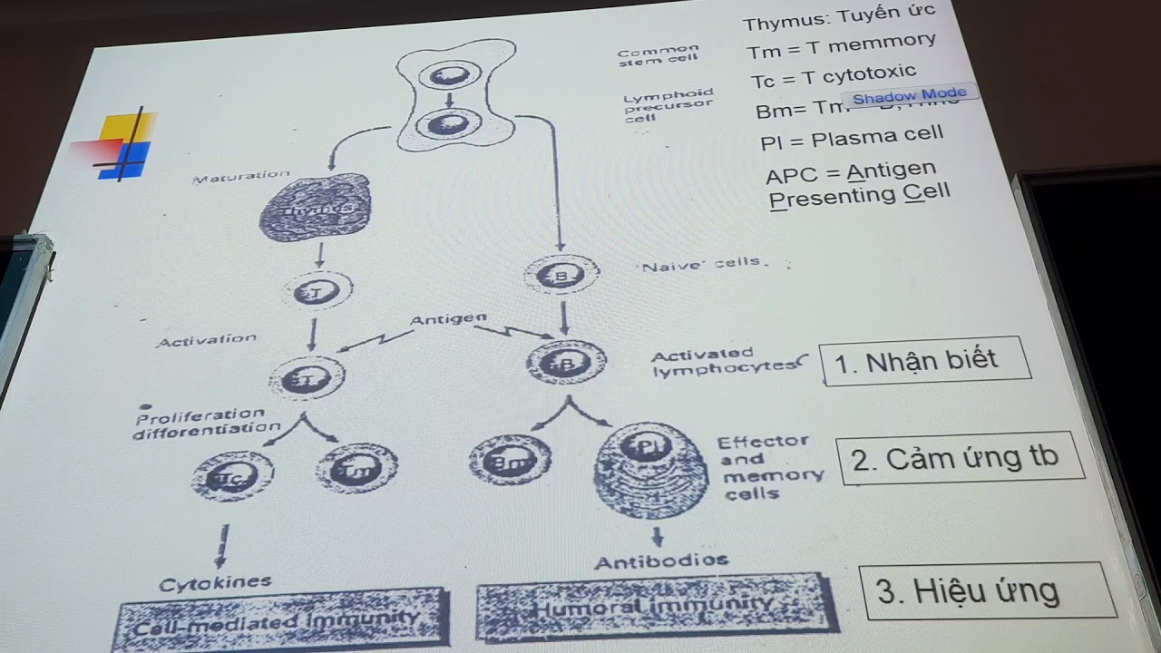 [Miễn dịch] ĐẠI CƯƠNG MIỄN DỊCH HỌC - P2/2 - YouTube