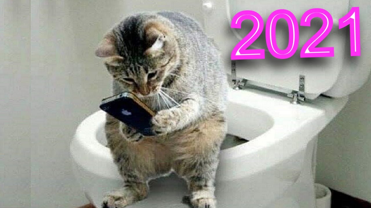 Komik ve Sevimli Kedilerin Hayatı 👯😺 Kediler ve Sahipleri en iyi ...