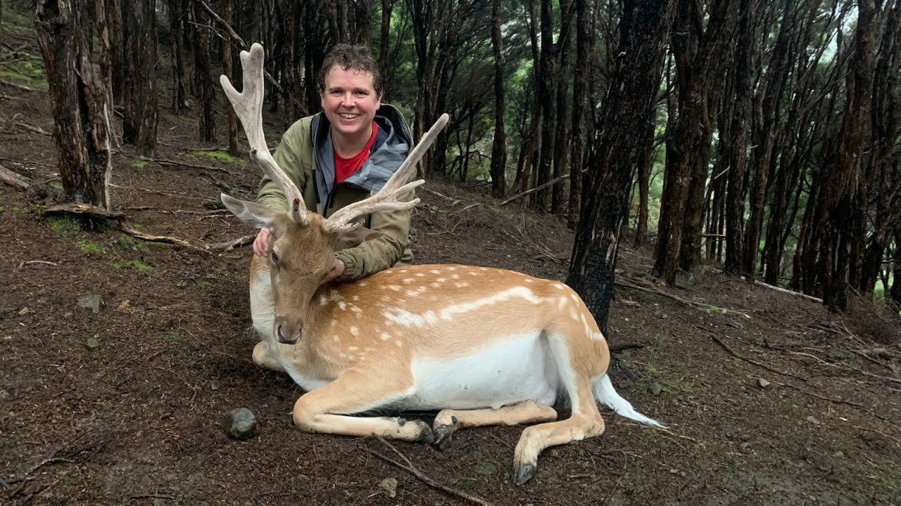 Bush Stalked Fallow Deer | Skill + Time = Luck! - YouTube