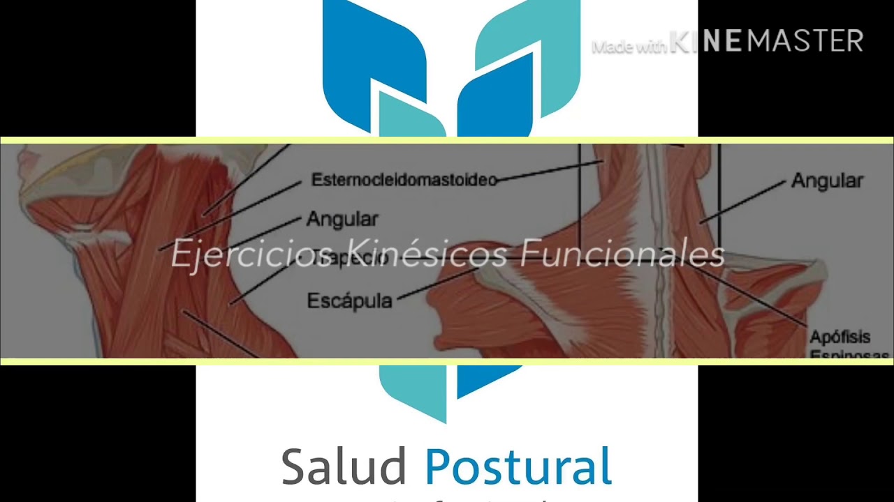 Lic.MaxiG - Ejercicios kinesicos funcionales - YouTube