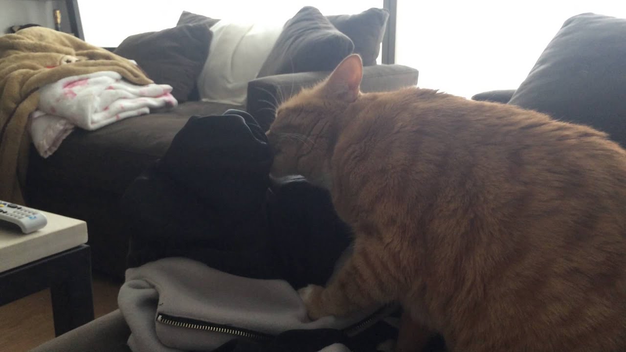 Orange Cat Licking My Jacket Youtube