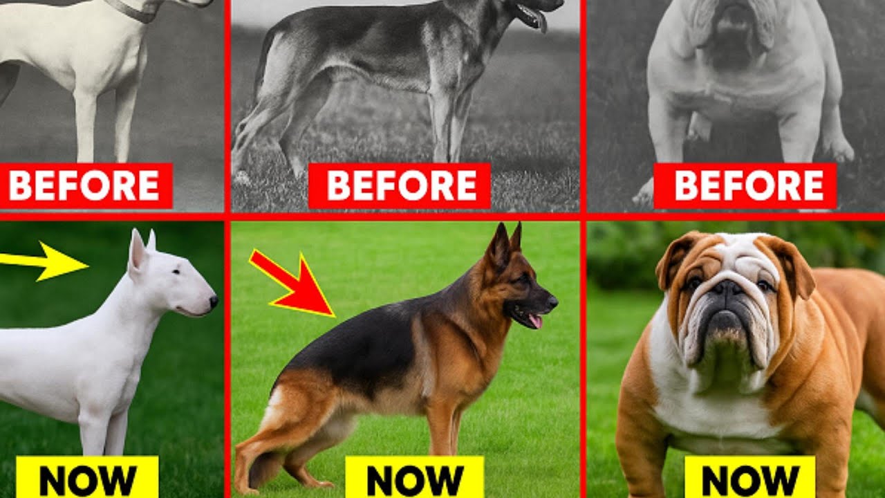 Top 14 Dog Breeds Suffering From Genetic Deformation and Health ...