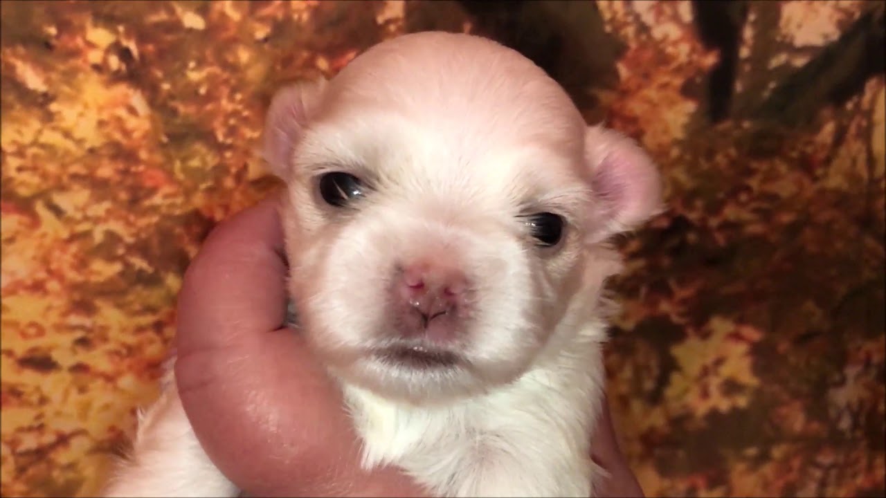 CH George & Bell Puppies - Eyes Are Open! - YouTube