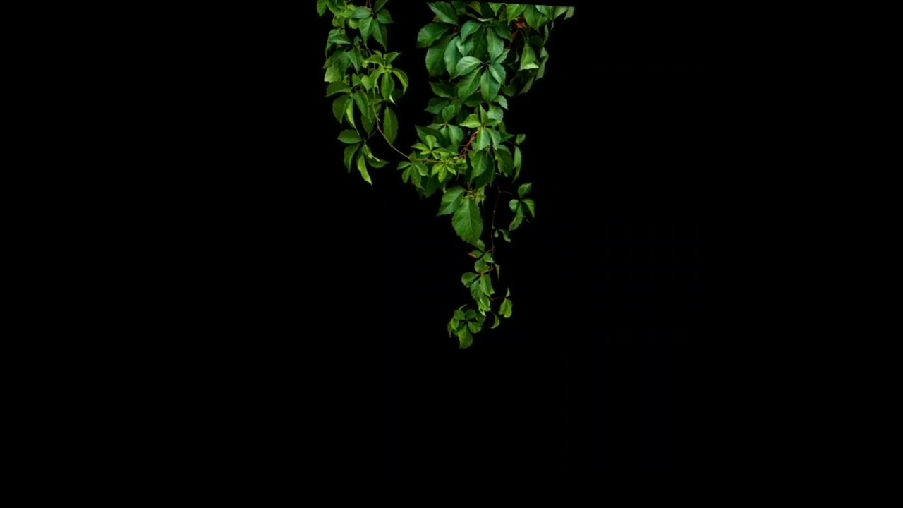 FREE NO COPYRIGHT SWINGING IVY VINE BRANCH BLACKSCREEN MOTION GRAPHICS ...