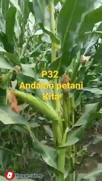 Jagung jenis p32 andalan kita - YouTube
