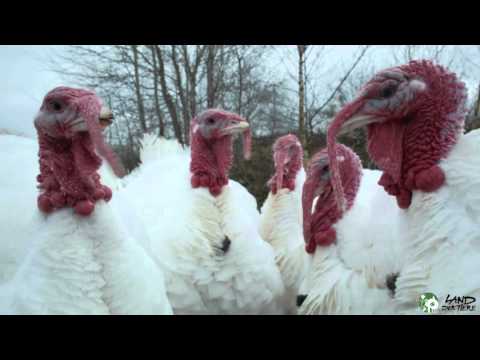 Gespräche mit Putern