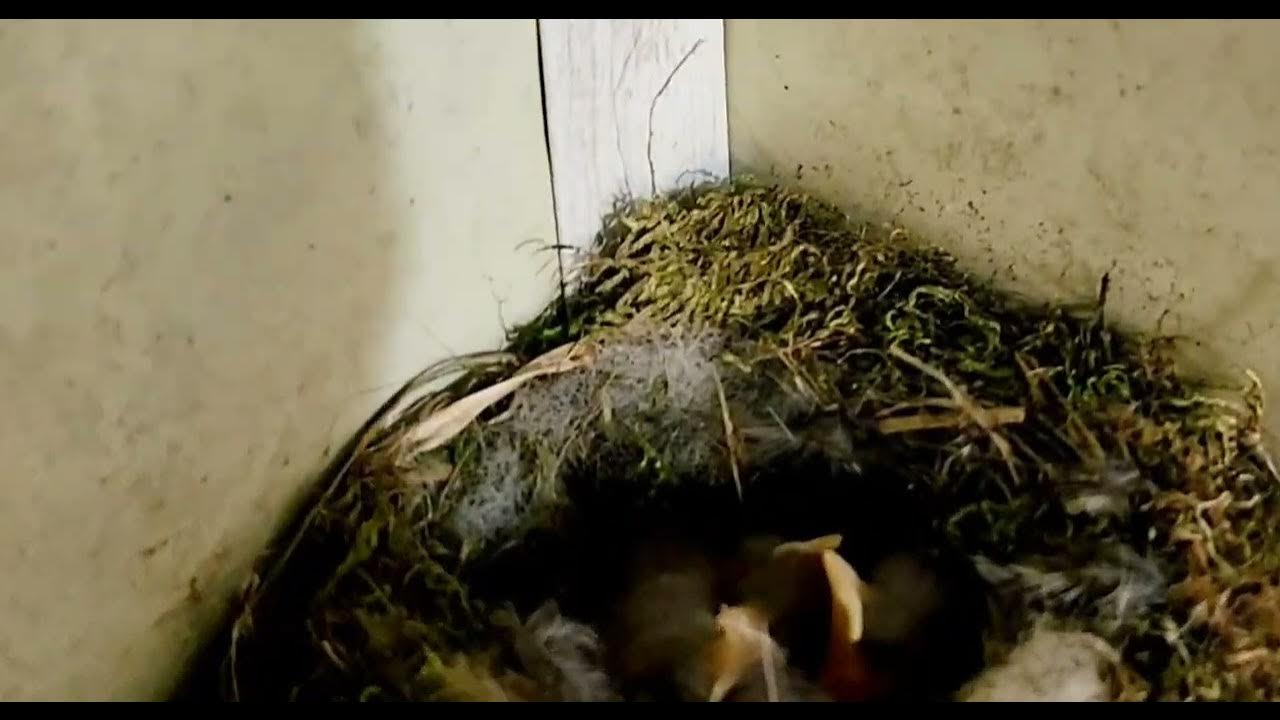 작은창고의 참새둥지 - YouTube
