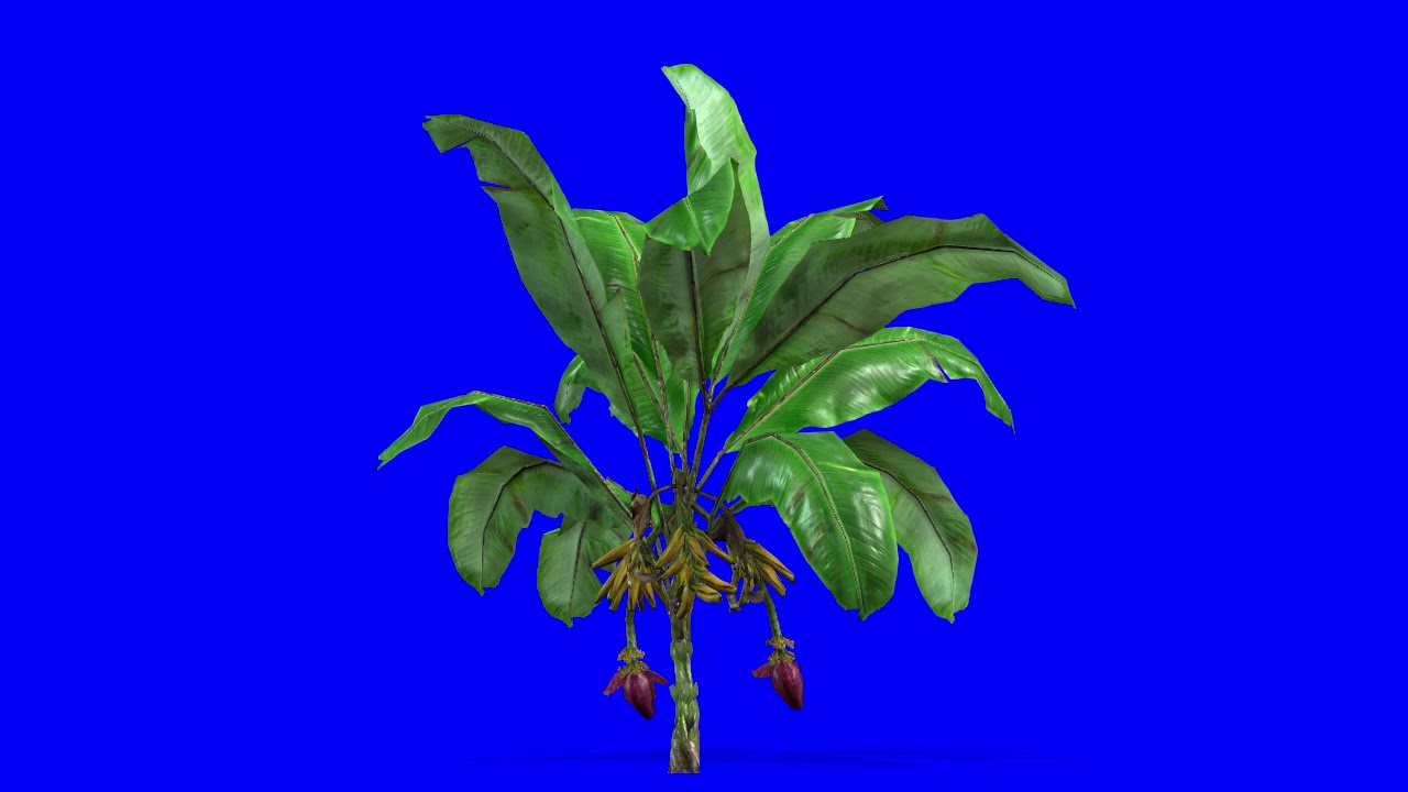 free blue screen tree banana - YouTube