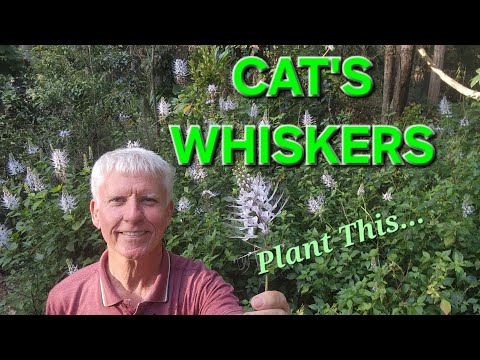 Black Thumb Proof cats whiskers, Orthosiphon aristatus