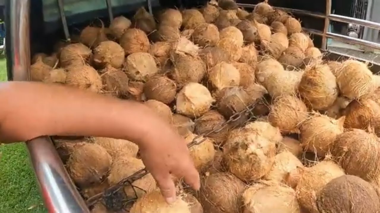 The Back Lot Coconut Harvest.. what was the price today per KG - YouTube