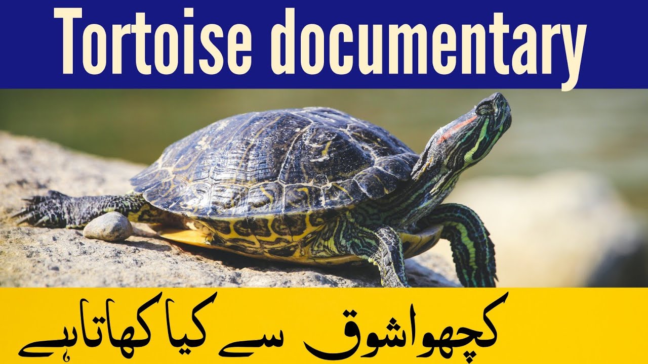 Tortoise documentary || Turtle information || kachwa info || jox ...