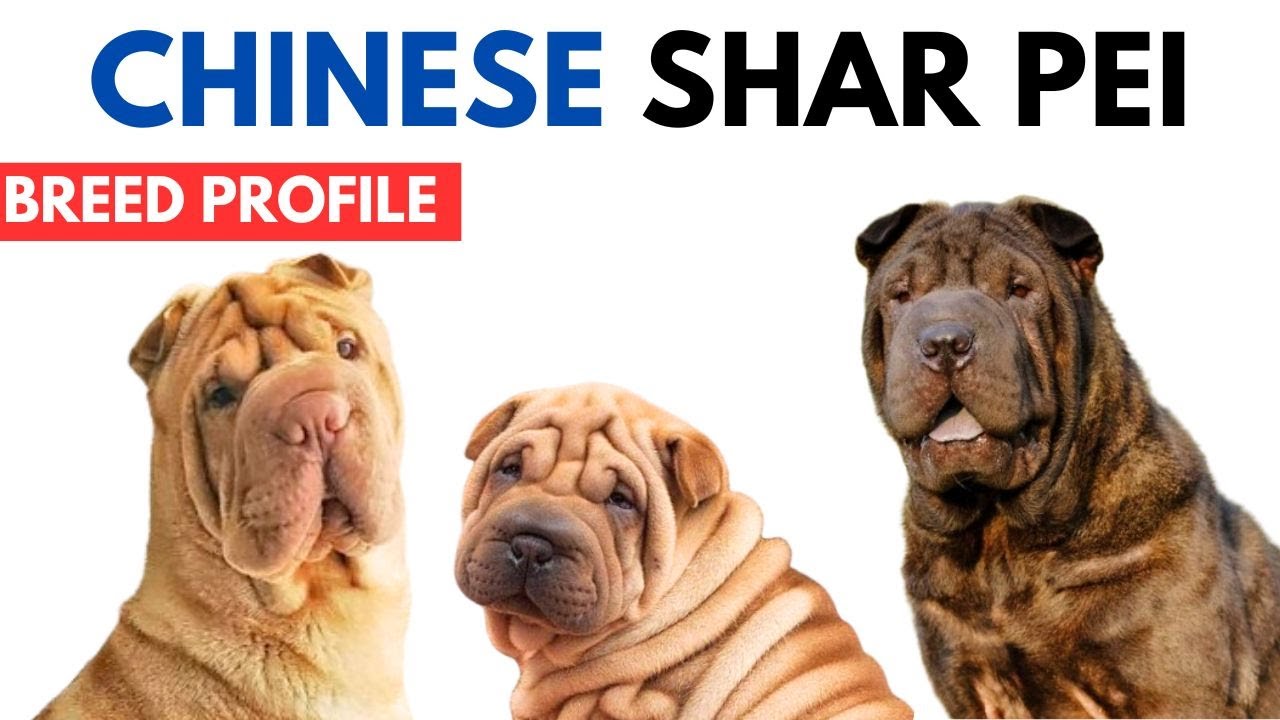 Chinese Shar Pei Breed Profile History - Price - Traits - Chinese Shar ...