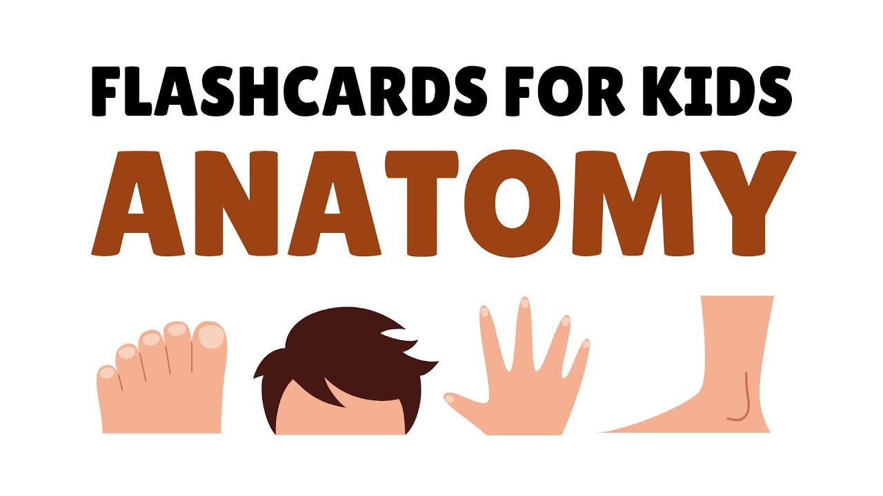 Flashcards for Kids | Human Anatomy Body Parts | Learn First Words with ...