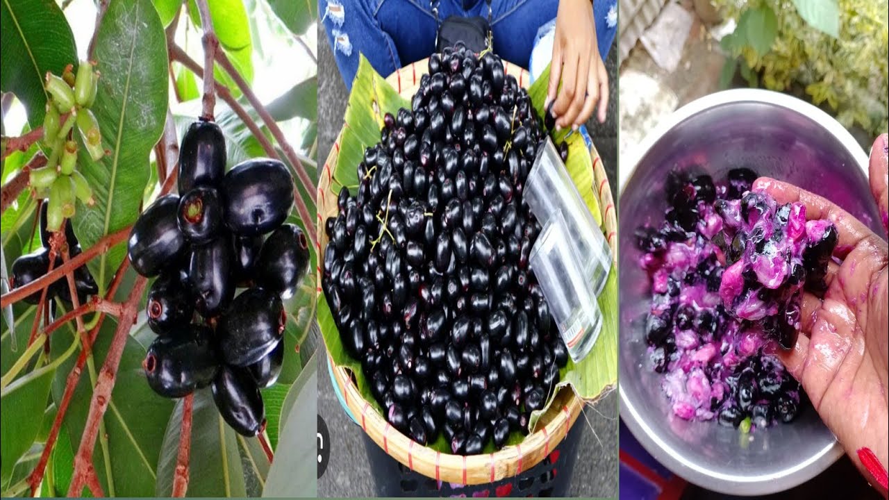 jamun fruit very healthy and testi.best fruit natural jamun. - YouTube