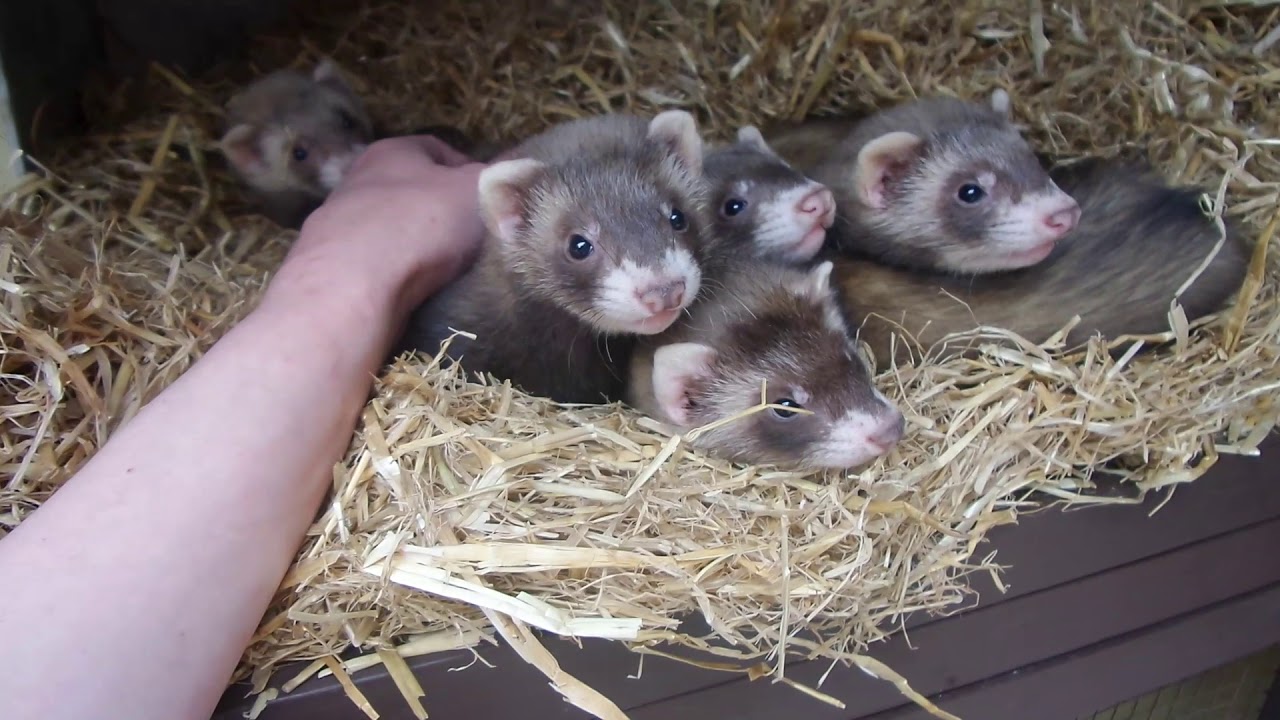 Good Morning baby ferrets! - YouTube