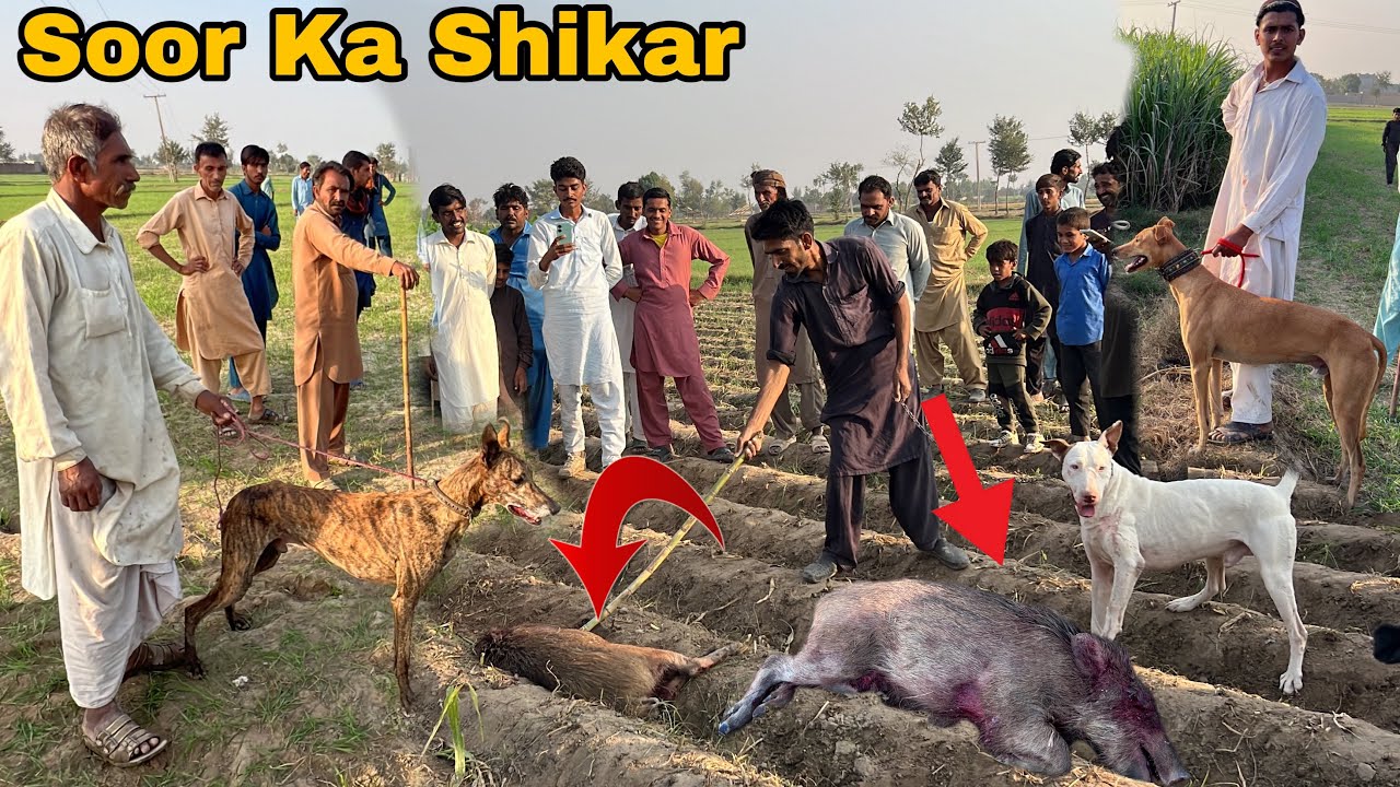 Soor Ka Shikar In Border Near Village - YouTube