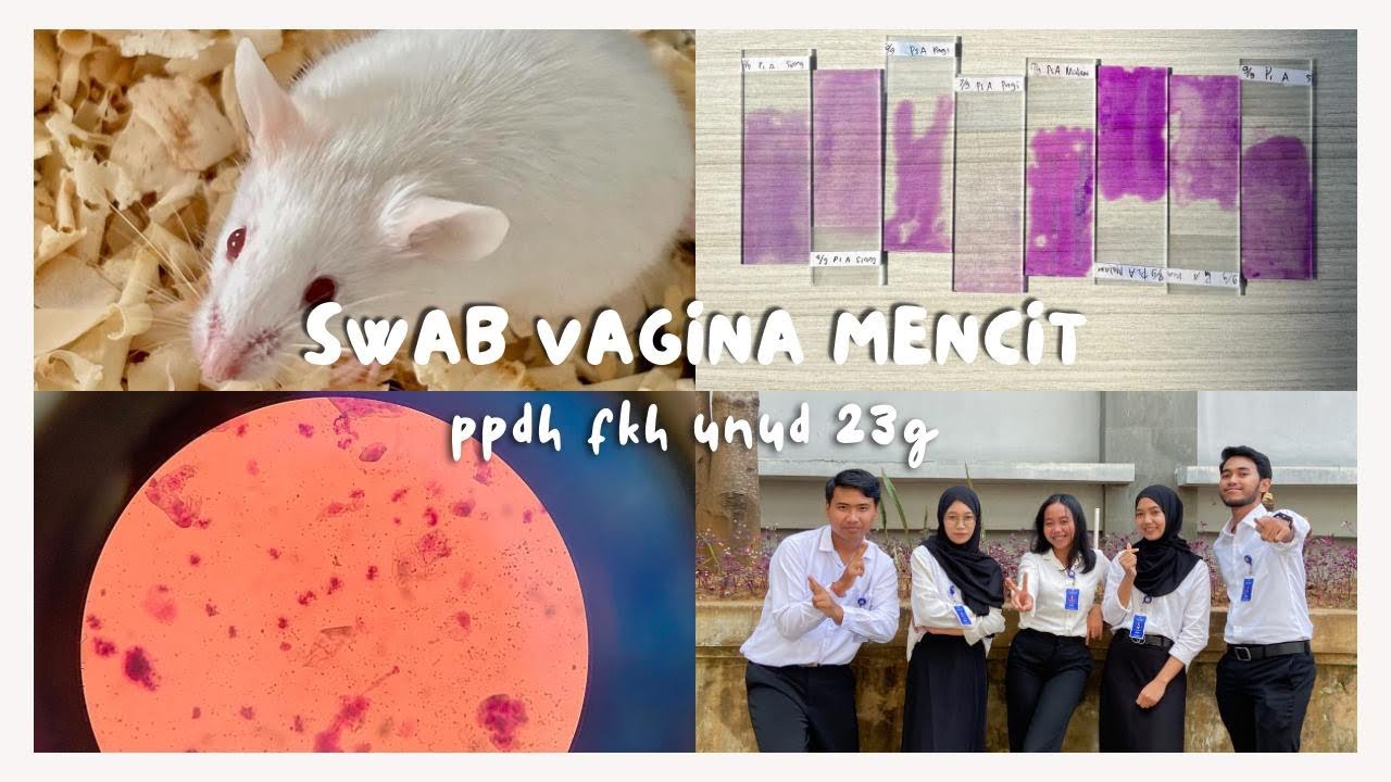 Swab Vagina Mencit | PPDH UNUD 23G | Blok Reproduksi dan Kebidanan ...