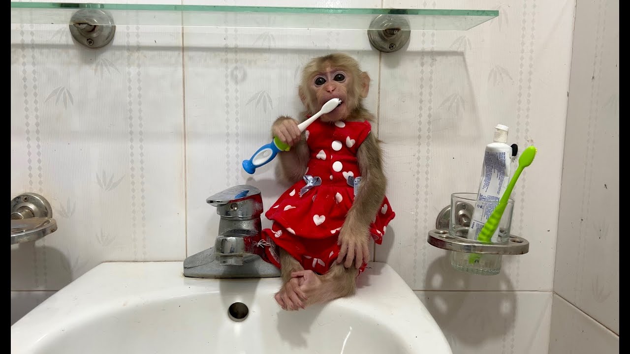 monkey abi brushes her teeth after waking upmonkay abi teeth - YouTube