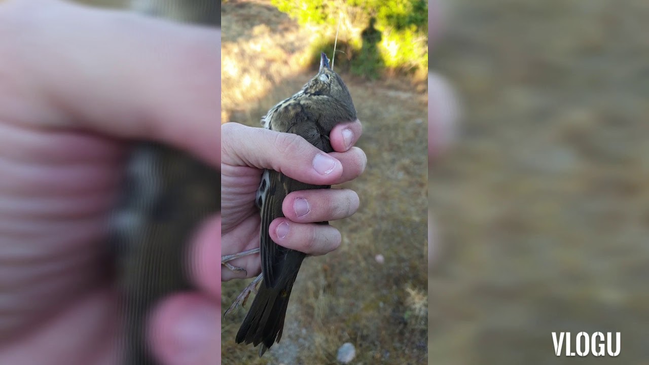 Κυνηγι τσιχλας...13-10-2019...Το πρωτο καλο μπασιμο - YouTube