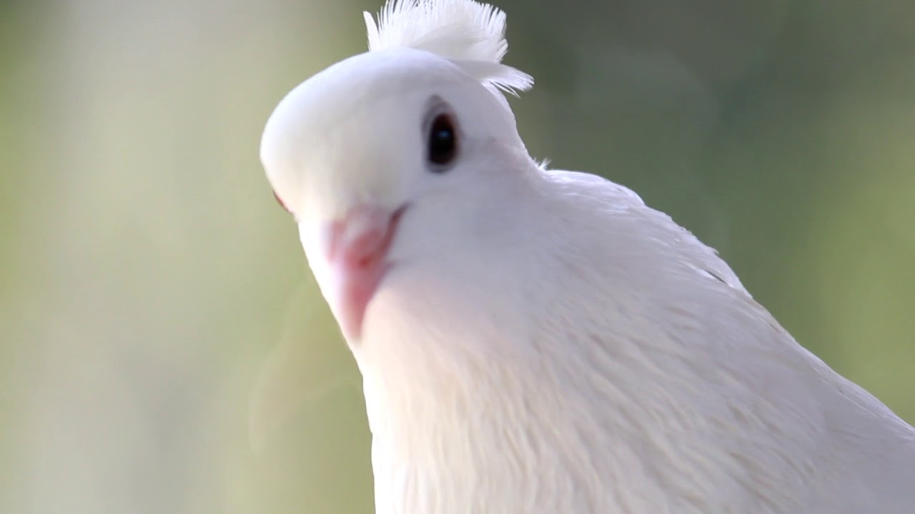 Magical Dove on Earth - YouTube