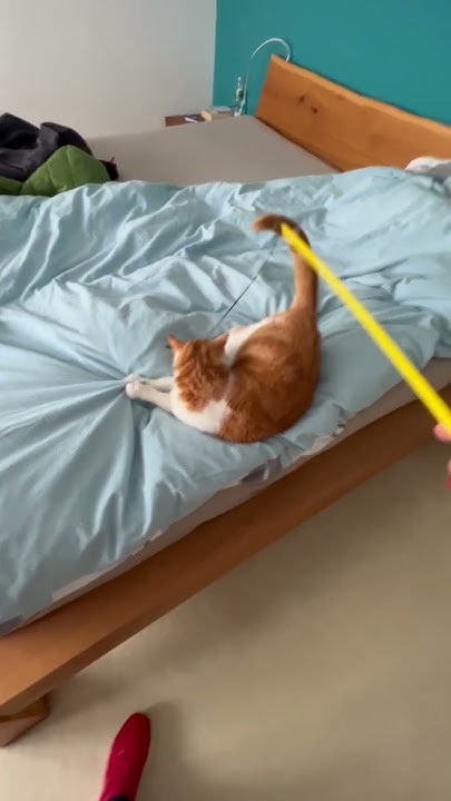 #кот #котики #коты #katze #kate #cat #обзор #игры - YouTube