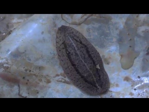 Siete Cueros, Lapa o Babosa Boricua (Veronicella portoricencis) Puerto ...