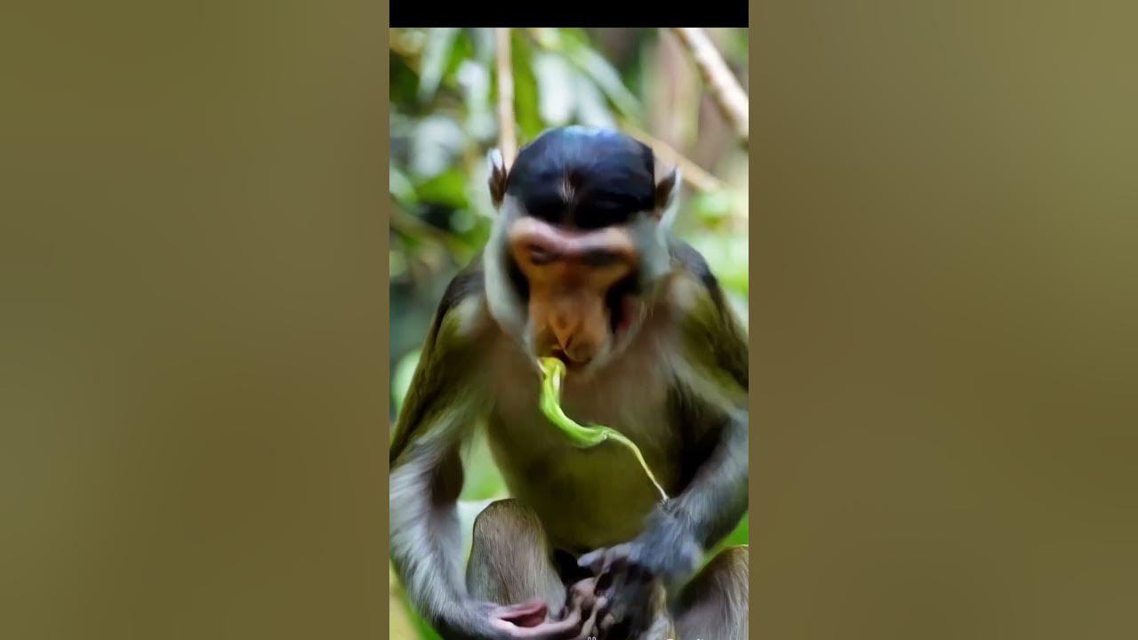 Snake eating monkey #shorts - YouTube