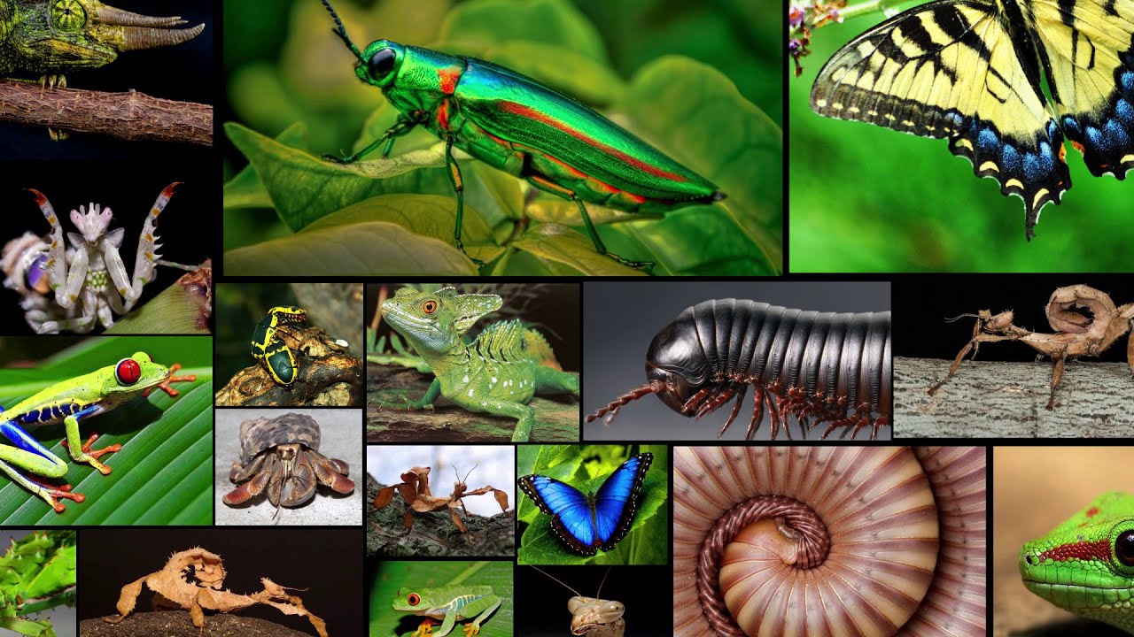 Weird and Wonderful Pets - a Kickstarter project by Stewart McPherson ...