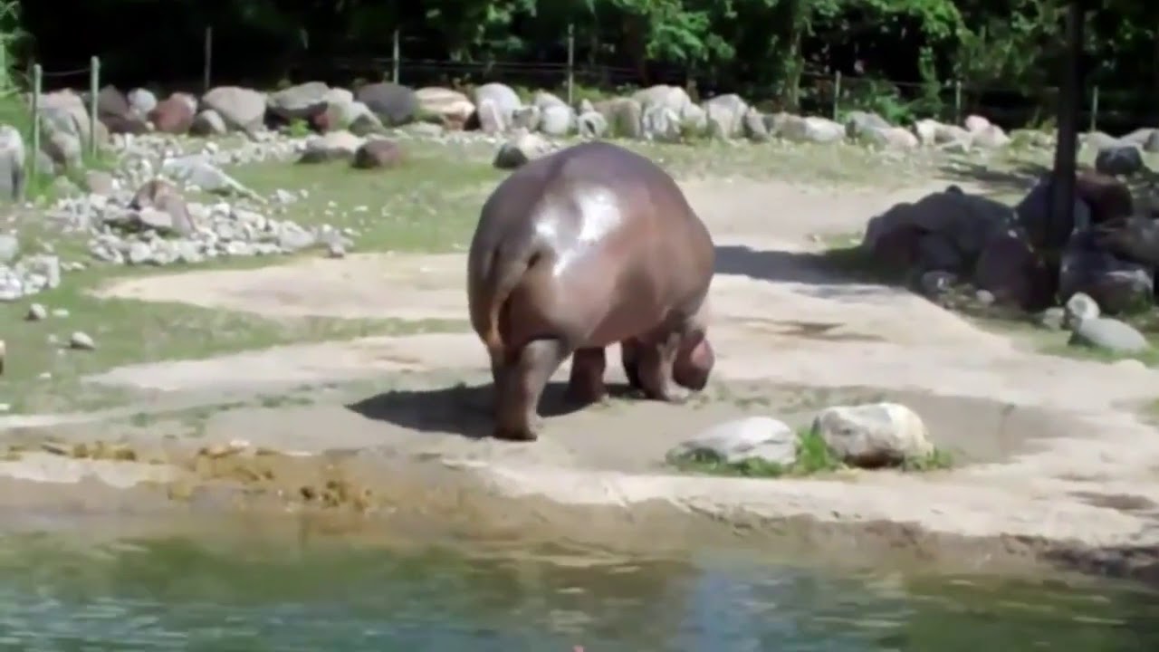 HARDEST Hippo Fart Ever. - YouTube