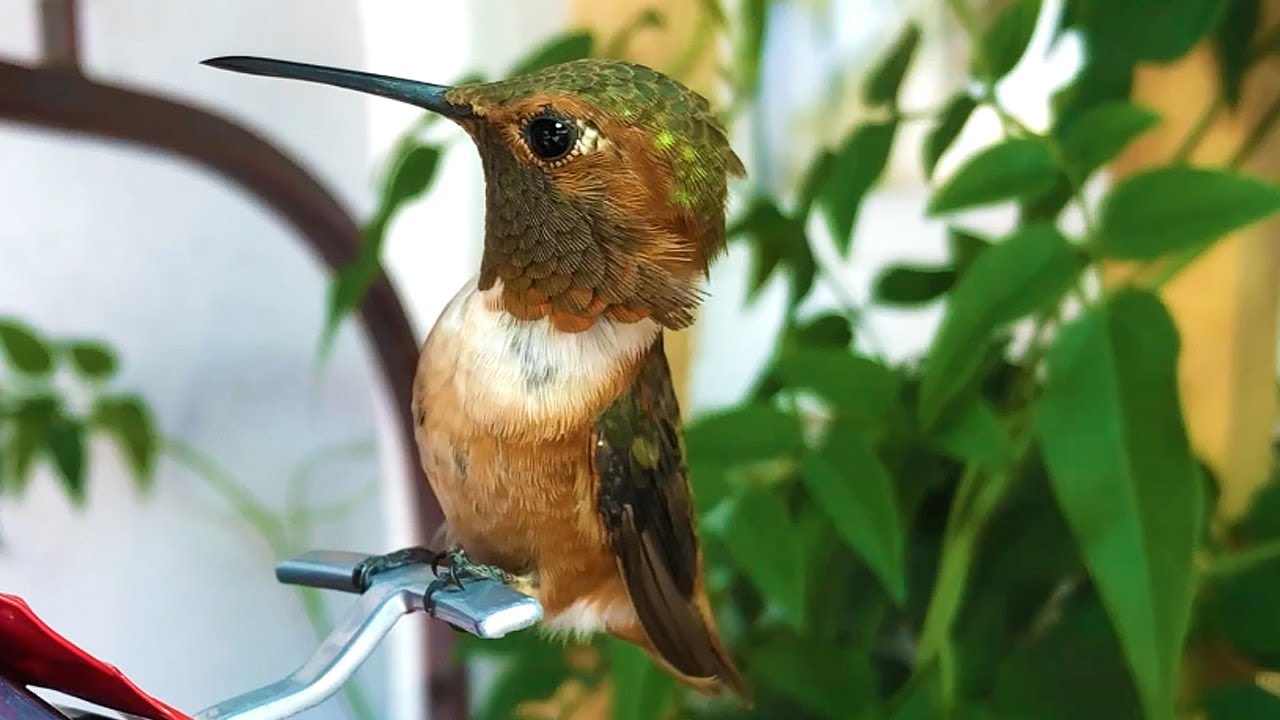 Windy Day? "No problem for this hummingbird." Human drops a spoon in ...