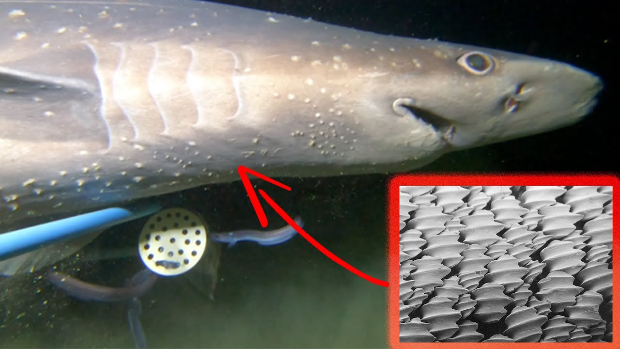 Shark Skin is Covered in TEETH! - YouTube