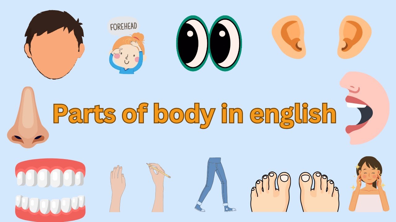 Human Parts of body names with sentences in english| - YouTube