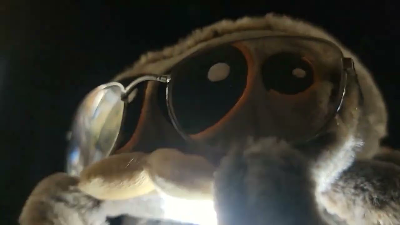 Jeff the spider is dreamy - YouTube
