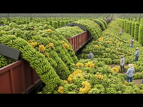 COMO se PRODUCE el PLÁTANO en ECUADOR🍌| ASI se COSECHAN y PROCESAN millones de PLÁTANOS