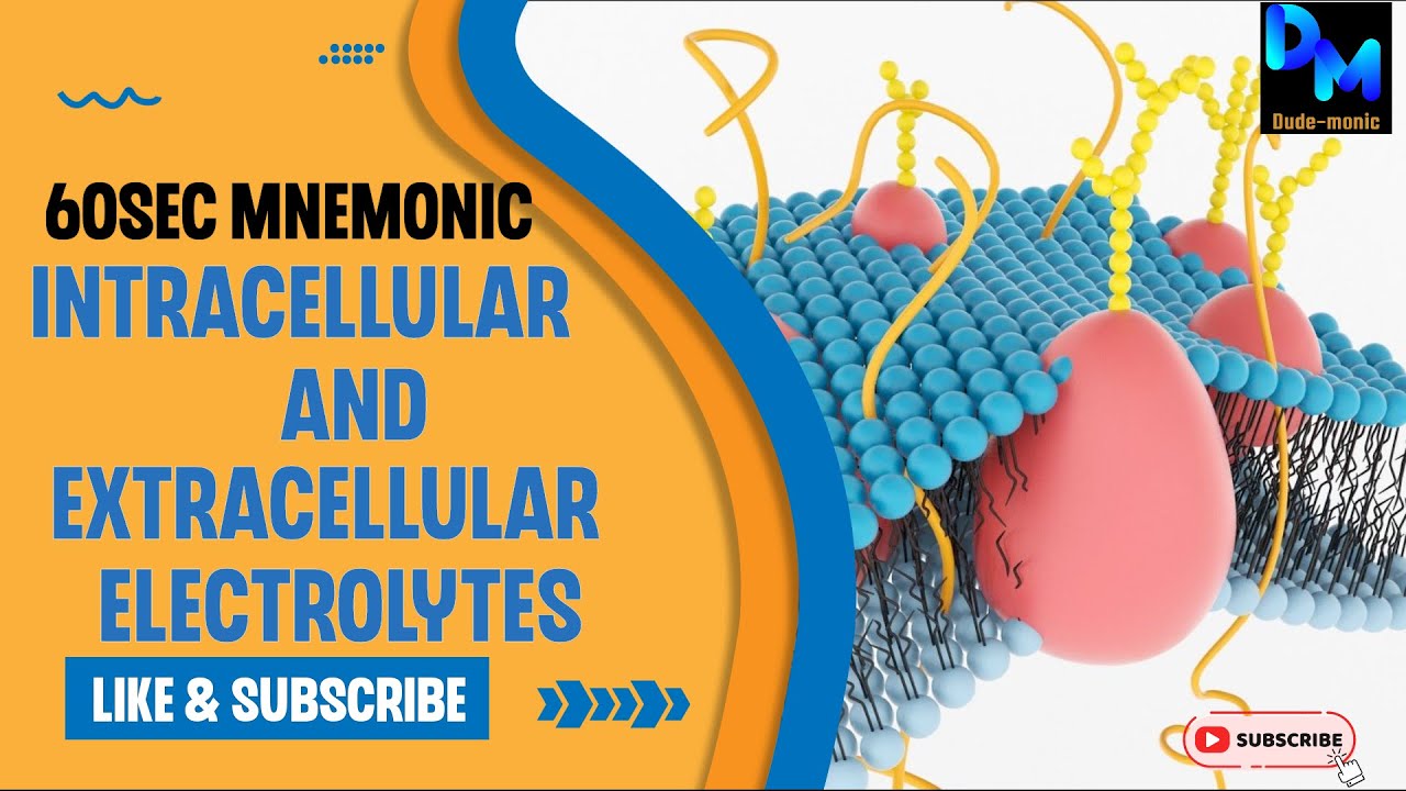 60sec Mnemonic Intracellular and Extracellular Electrolytes. - YouTube