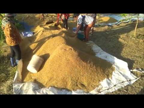 Rijst oogsten in Thailand november 2016 - YouTube