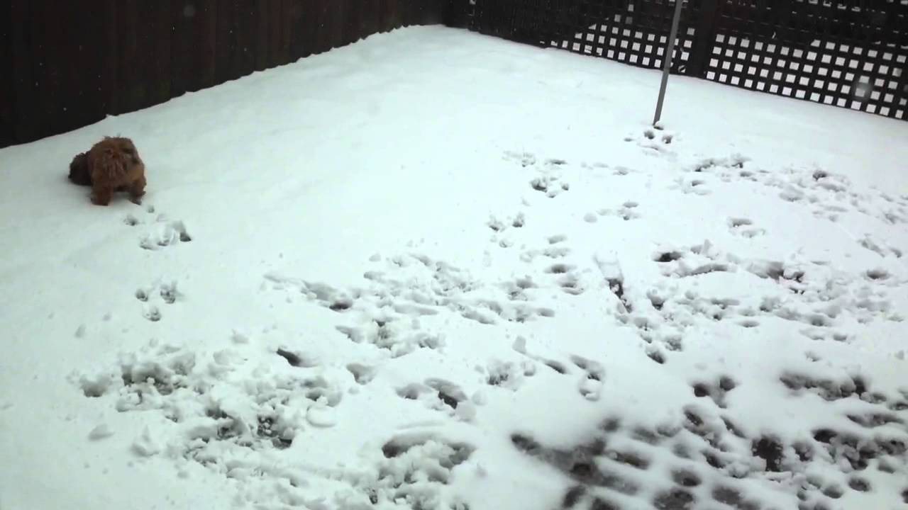 Chewie more snow - YouTube