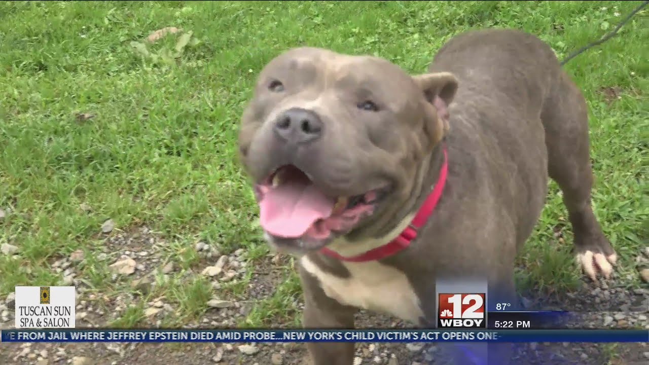 Taylor County Humane Society is preparing for upcoming adoption event ...