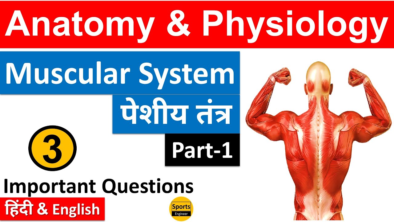 Muscular System (पेशीय तंत्र)-1 ||Anatomy & Physiology|| {Part-3 ...