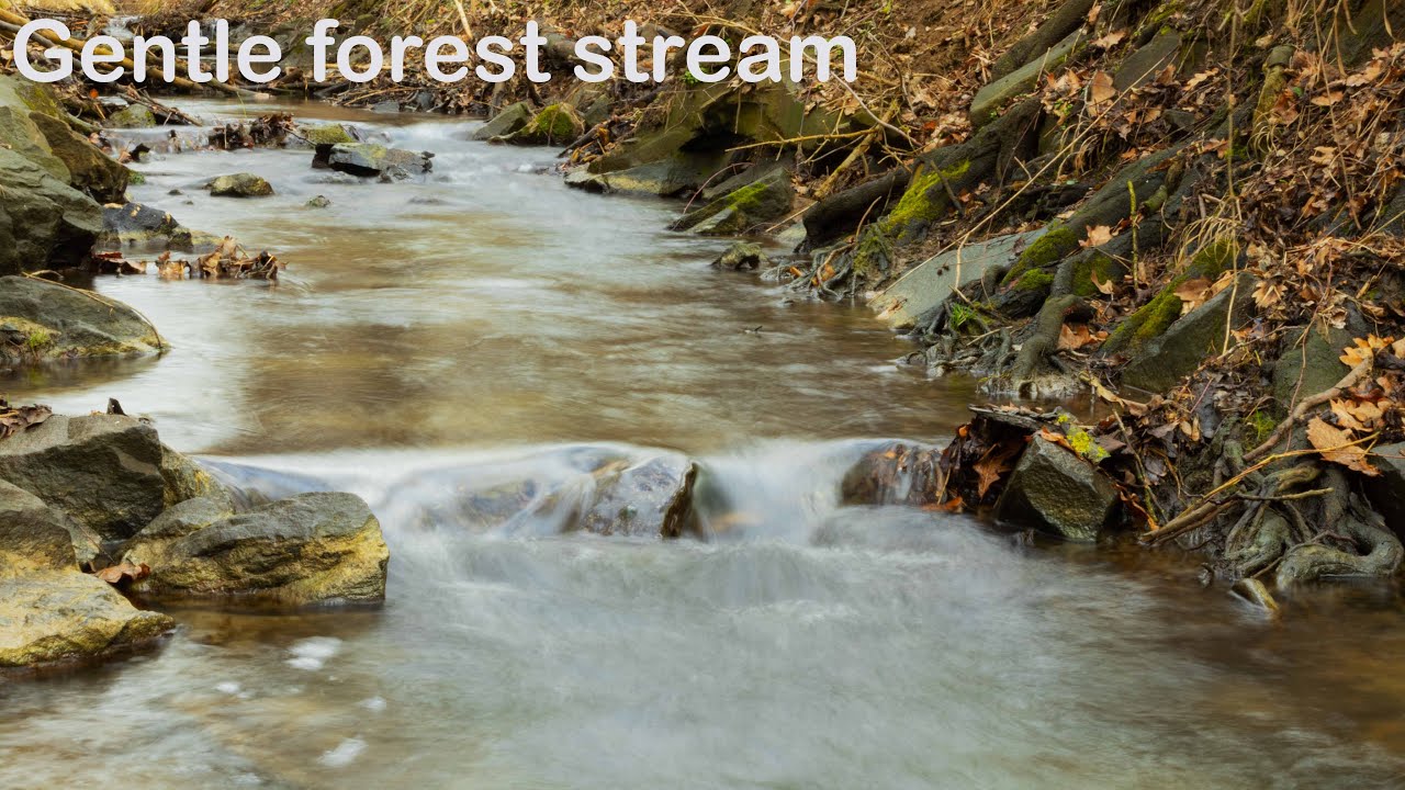 Gentle Stream Sounds I Forest Stream for Relax and Sleep - 4K Nature ...