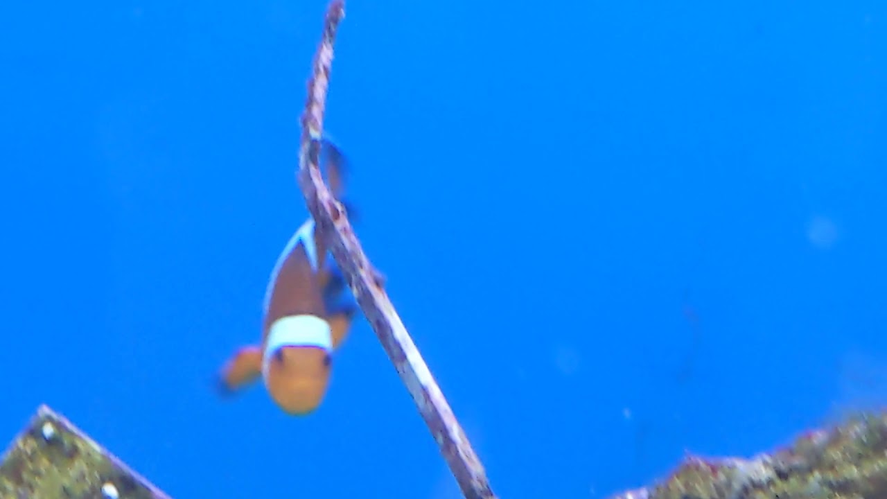 Leaked Footage of Official Live-Action Finding Nemo™ (2024 December ...