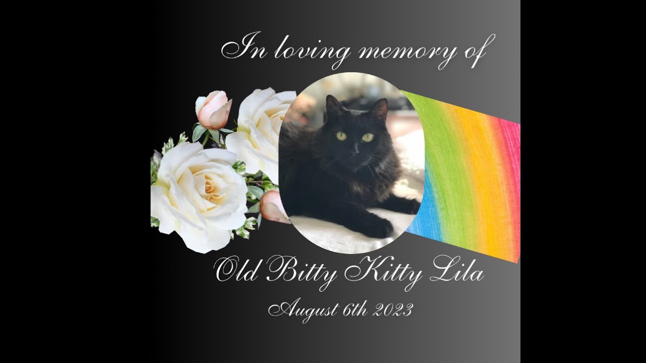 Rest in Paradise Ms. Old Bitty Kitty Lila. She was a sweet soul and I ...