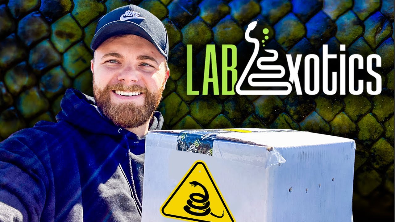 Our FIRST Super Dwarf Retic UNBOXING (LAB Exotics) - YouTube