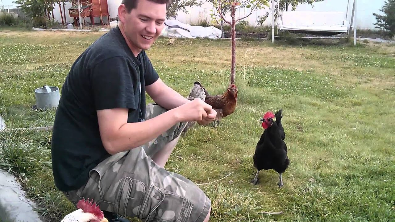 Jumping Chickens - YouTube