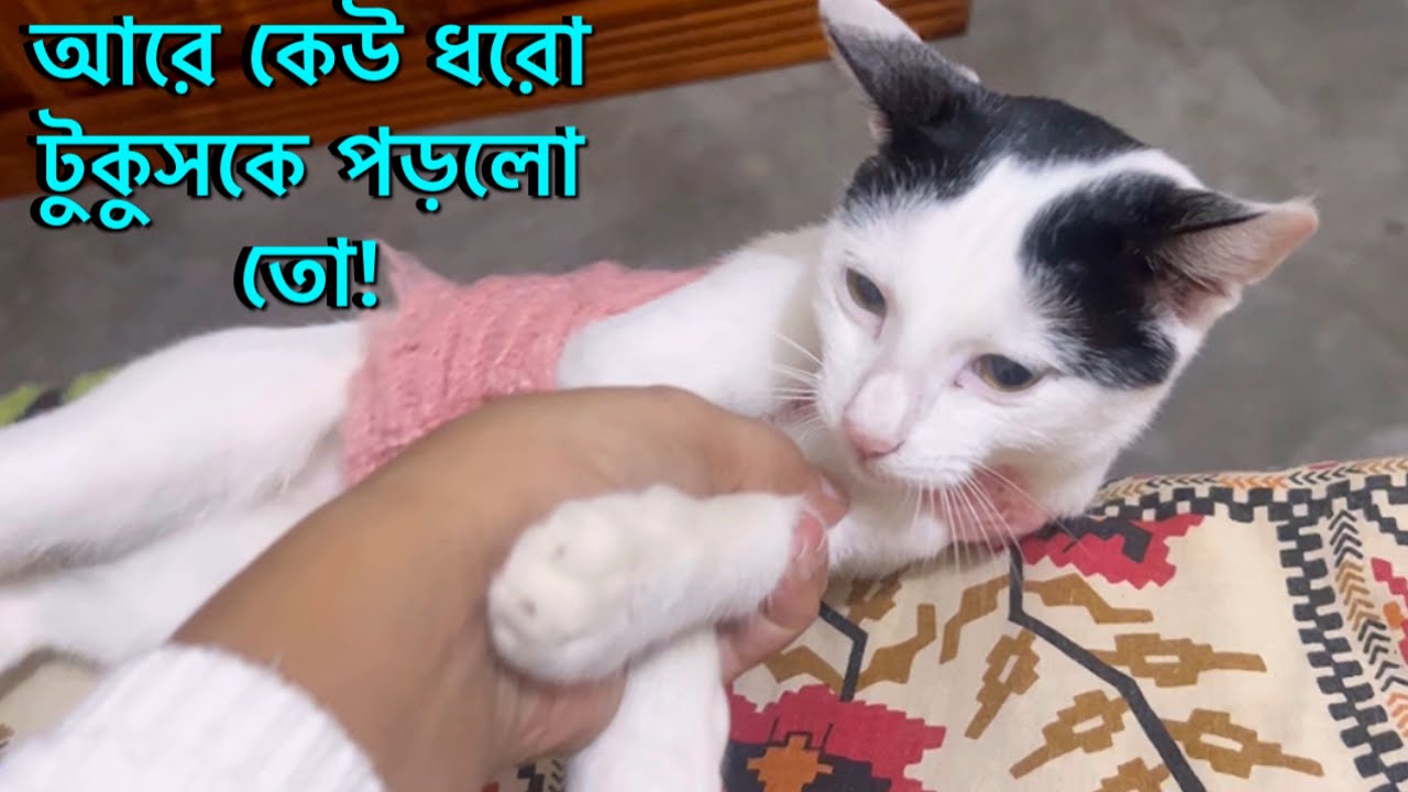 বাচাঁও বন্ধুরা বাচাঁও নানুমণি আমাকে ফেলে দিল গো😭 Cute Cat Funny Moment ...