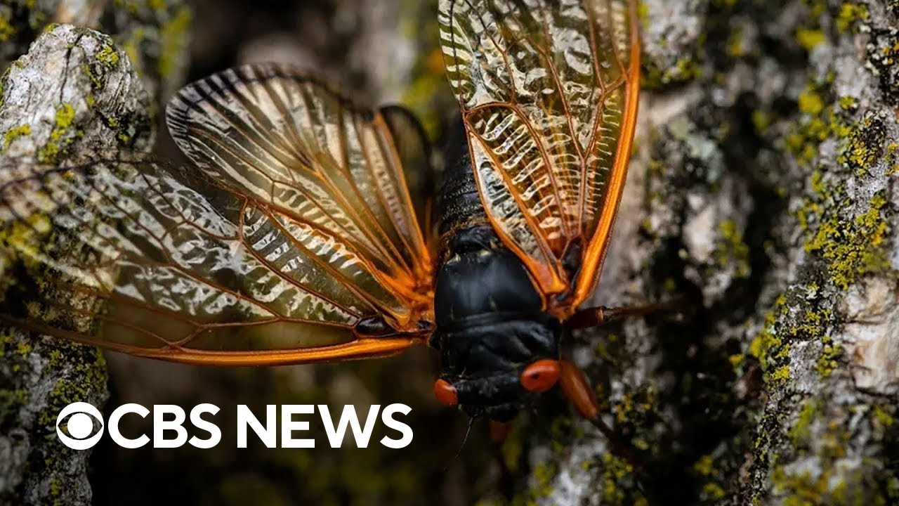 Cicada invasion expected to be biggest bug emergence in centuries - YouTube