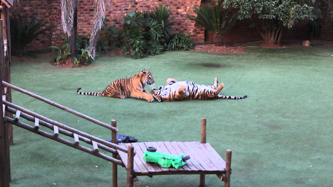 Tiger bites tiger ! - YouTube