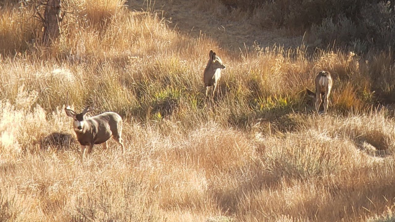 Utah rifle deer hunt 2020 - YouTube