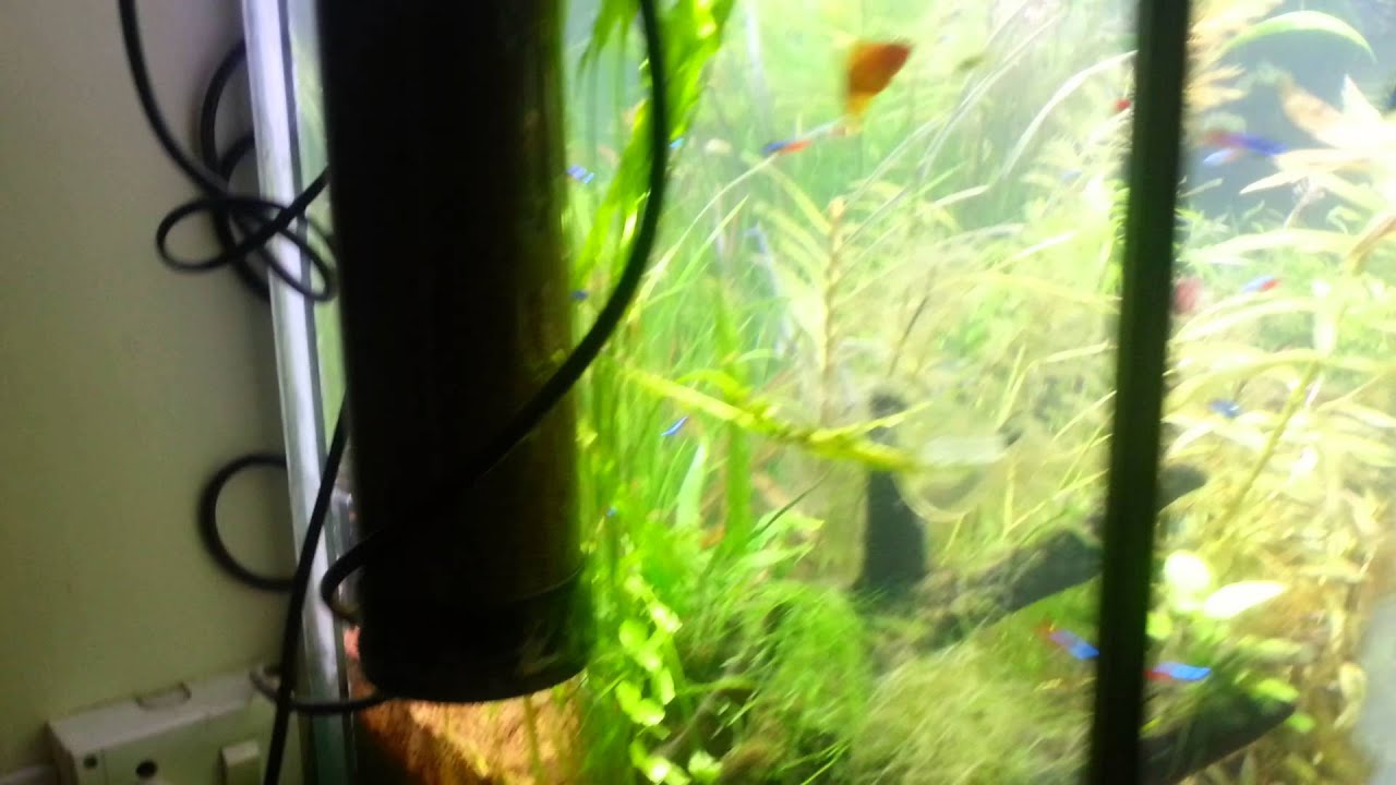 Purigen in boyu ft 320 reactor for 130g planted tank - YouTube