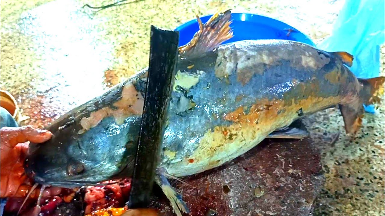 13KG Giant Catfish Cutting Skills Live In Bangladesh Fish Market | Fish ...